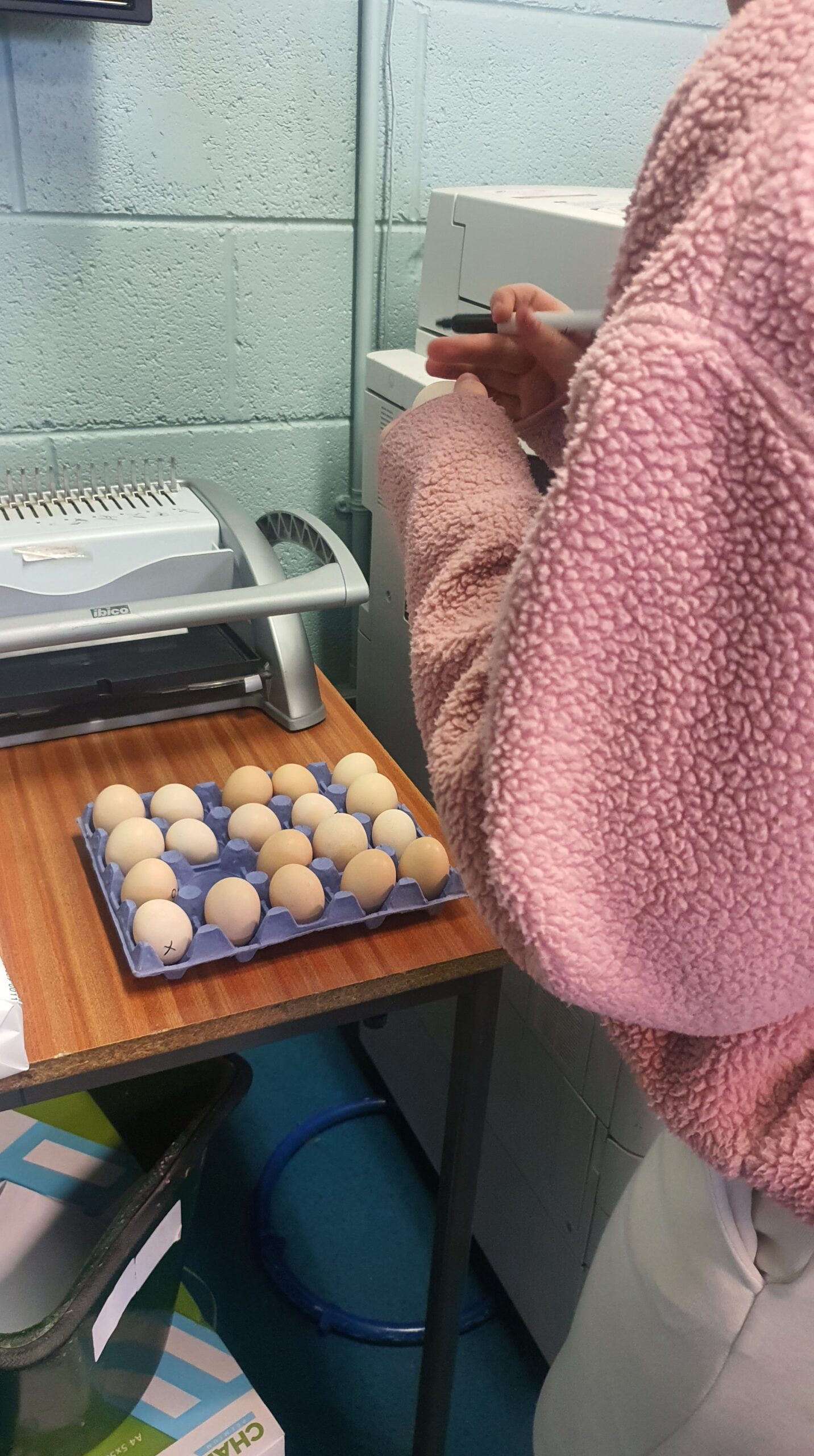 Hatching Chicks Project - Kilkenny School Project N.S.